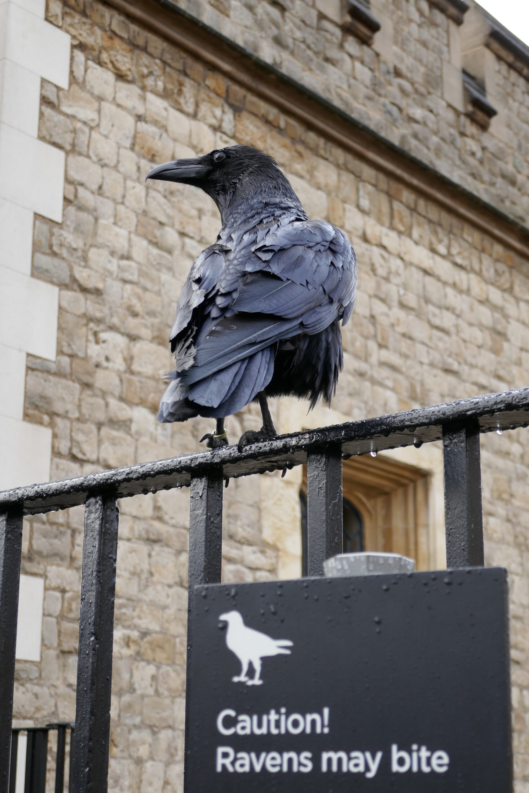 And the Raven still is sitting … – Tracks and Travels